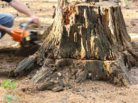 How To Get Rid Of A Tree Stump Quickly At Herbert Jones Blog