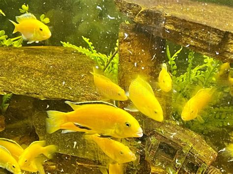 Detail Of Lemon Cichlid Fish Swimming In Their Freshwater Aquarium