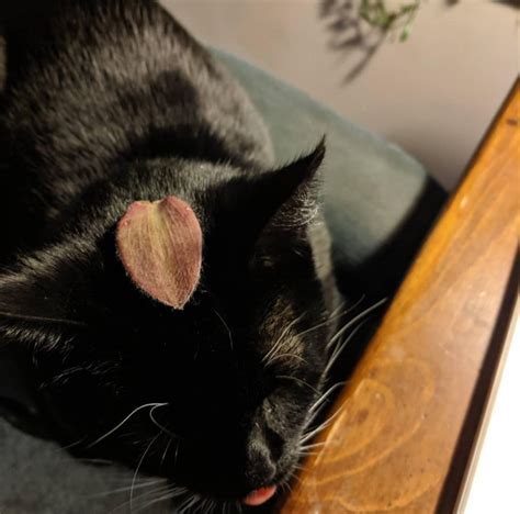 Leafy Void Blep Blep