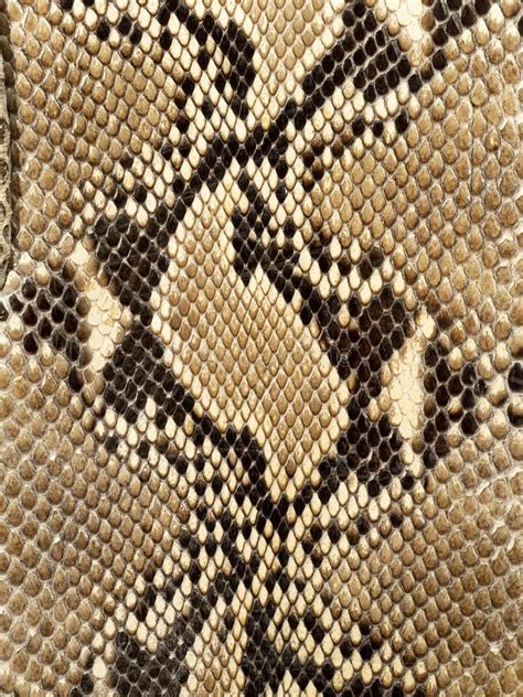 P1010044 Close Up Of Tanned Reticulated Python Skin Malayopython