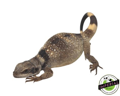 Red And Black Chuckwalla For Sale Imperial Reptiles Imperial Reptiles And Exotics