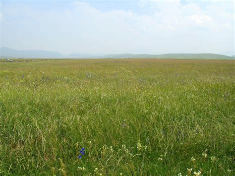 Temperate Biomes — Forests Plains Woodlands And Shrublands Expii
