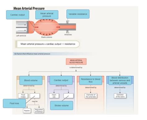 Mean Arterial Pressure Diagram