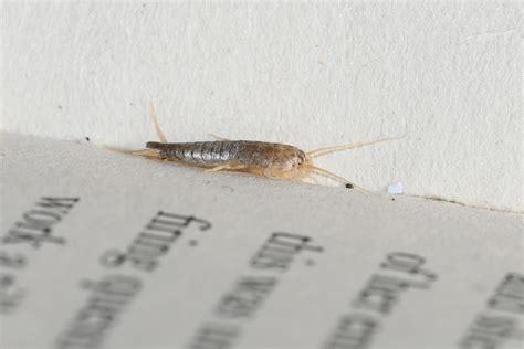 Tackling Long Tailed Silverfish In Museums