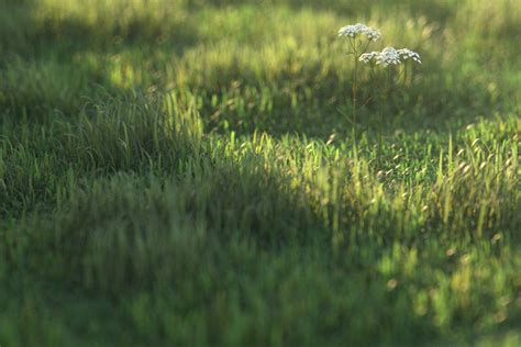 Vray Grass Tutorial Part 2 — Peter Guthrie