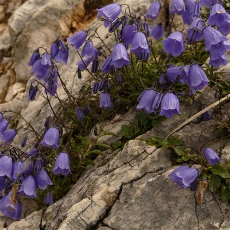 Campanula Cochleariifolia Klokjesbloem Kopen