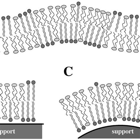 Schematic Representation Of A Curved Bilayer Indicating Area And