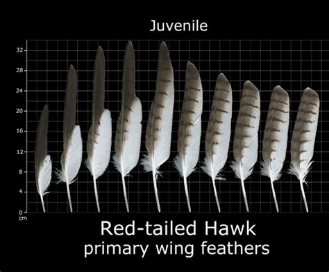 What Do Hawk Feathers Represent At Amy Dieter Blog