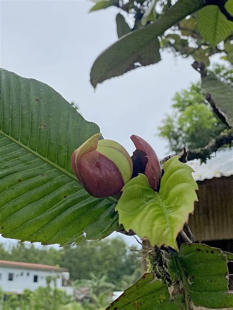 Dillenia Megalantha Dilleniaceae