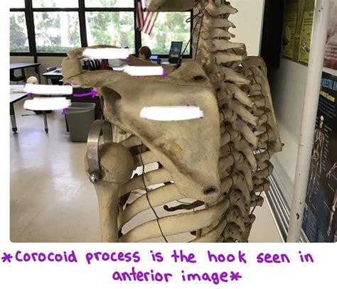 Pectoral Girdle Diagram Quizlet