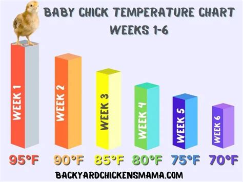 Chick Temperature Chart Weeks 1 6 Backyard Chickens Mama