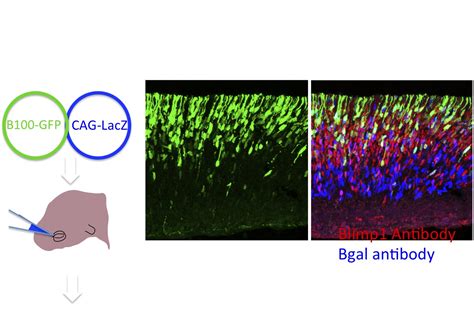 Development Of Tools Cepko Lab