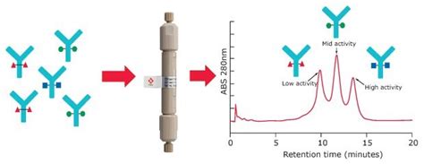 Correlation Of Fcr Affinity Chromatography With Glycan Pattern And Adcc
