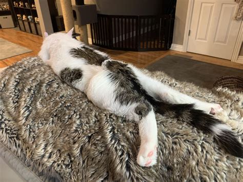 Kitten Sploot R Sploot