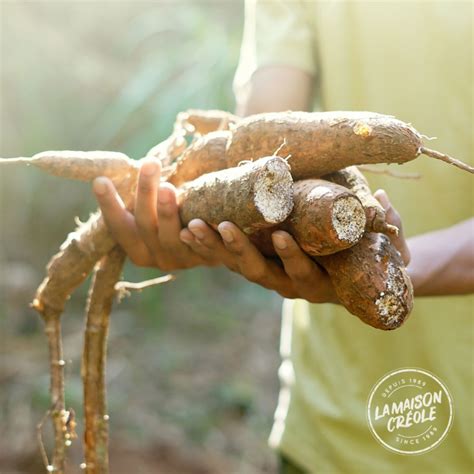 Le Manioc Astuces Du Chef Leriche