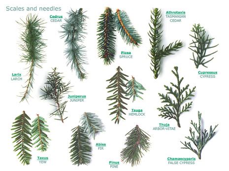 Types Of Conifers
