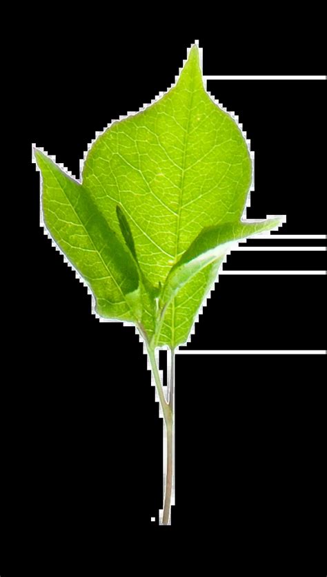 枝叶素材 3 花瓣网