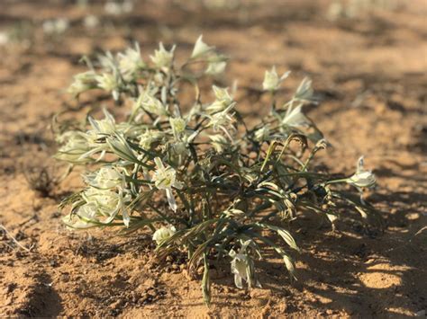 כבר הסתיו עכשיו עונת הפריחות החלה רשות הטבע והגנים