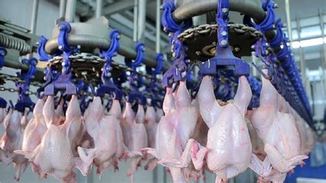 Modern Chicken Poultry Farming Technology Highest Productivity Modern