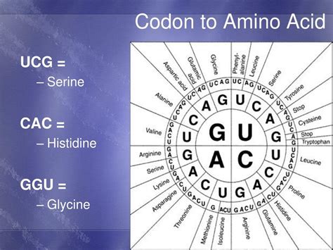 Amino Acid Codon Histidine At Santiago Vanmatre Blog