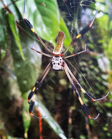 Some Costa Rican Jungle Bugs R Entomology