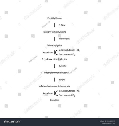Diagram Showing Carnitine Biosynthesis Peptidyl Lysine Stock Vector