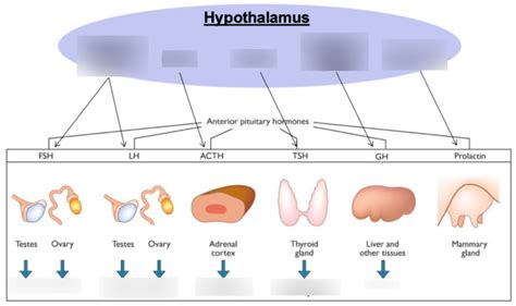 Diagram Of Target Tissues Quizlet