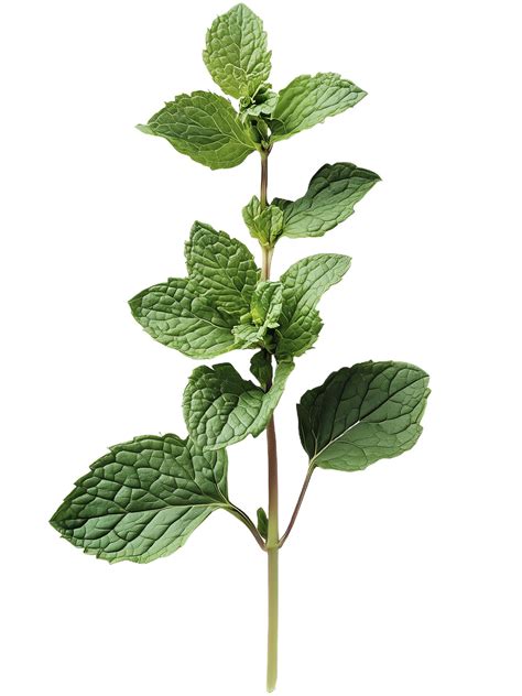 Soothing Relief Constipation Support Yogi Tea