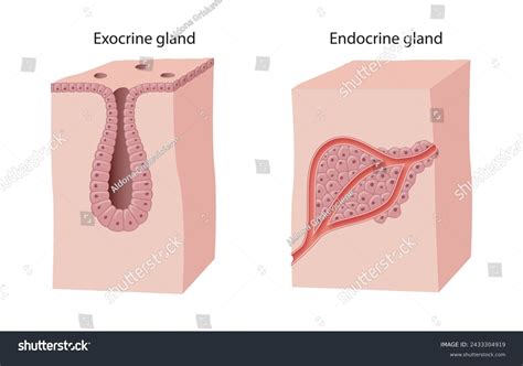 Difference Between Endocrine Exocrine Glands Stock Illustration