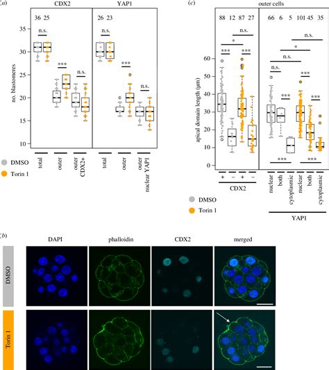 Figure 6 From Spatial Positioning Of Preimplantation Mouse Embryo Cells Is Regulated By Mtorc1