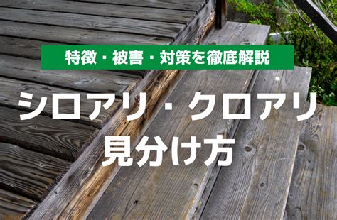 シロアリとクロアリの見分け方。特徴・被害・対策を徹底解説
