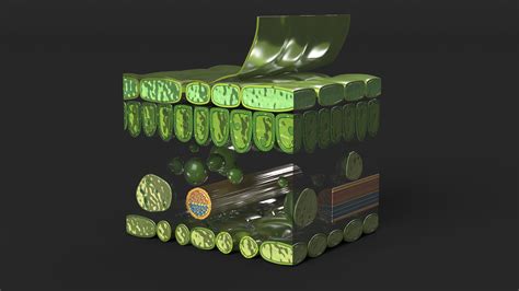 Realistic Leaf Anatomy 3d 3d Molier International