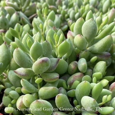 4p Cotylendon Pendens Cliff Succulent Tropical