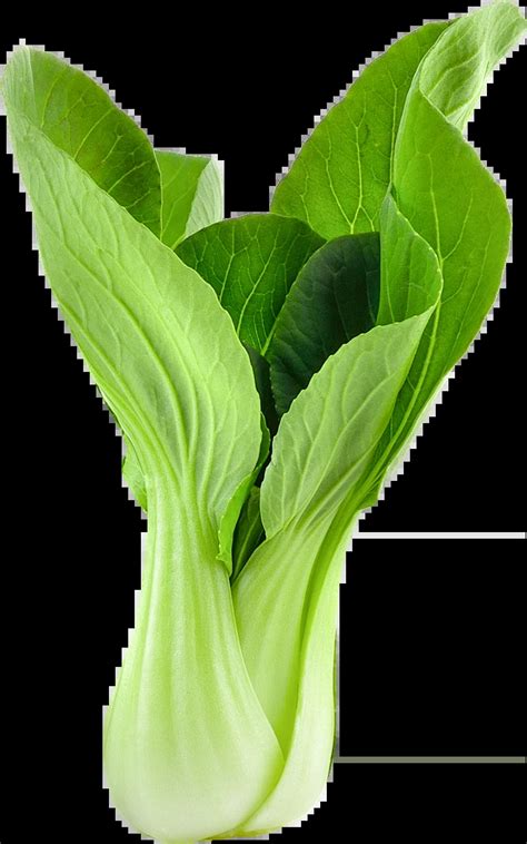 上海青 3 花瓣网