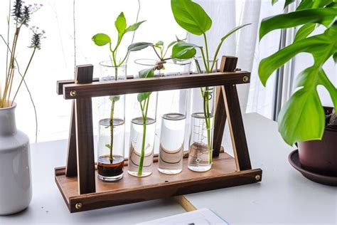 Elegant Glass Plant Propagation Station Premium Ai Generated Image