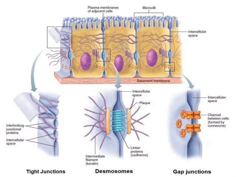 Cell Anatomy And Physiology Slideshare Pptx Cell Anatomy And Physiology Slideshare Pptx