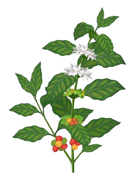 Premium Vector Coffee Tree Coffee Branch Coffee Beans Coffee Plant Coffee Vector Coffee