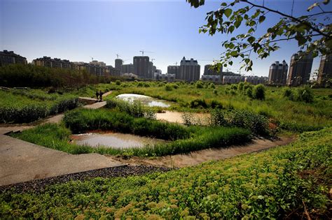 Gallery Of Qunli Stormwater Wetland Park Turenscape 7 Wetland