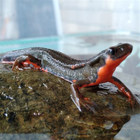 5匹セット アカハライモリ 雄2雌2子持ち1 約6～12cm 両生類 イモリウム 採取 野生個体 Wc かわいい 可愛い 愛嬌 アナカリス