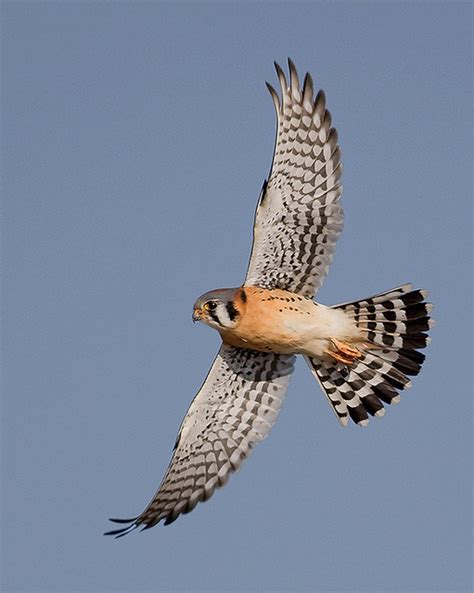 American Kestrel Facts Habitat Diet Life Cycle Pictures