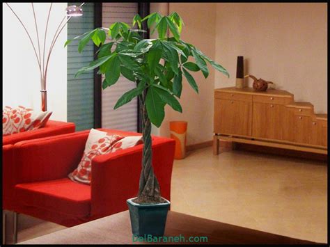 گل پاچیرا نگهدرای از گل پاچیرا درخت پول آبیاری،نور،خاک،کود،دما دلبرانه