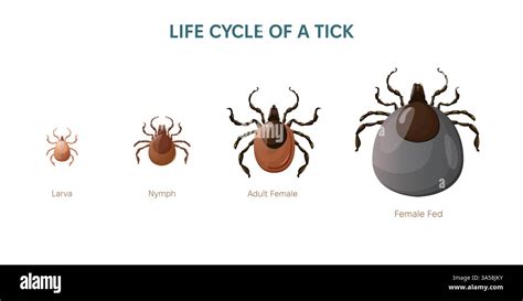 Mite Vector Illustration Life Cycle Of Tick Bug Larva Nymph And