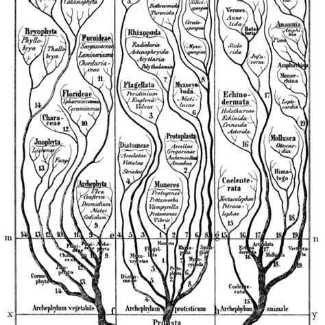 Pdf The Non Darwinian Evolution Of Behavers And Behaviors