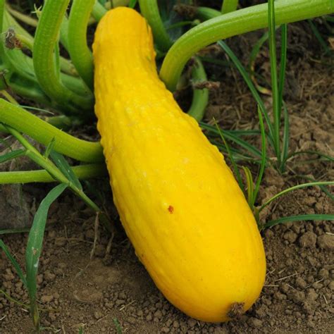 Organic Prolific Yellow Straightneck Summer Squash Grow Organic