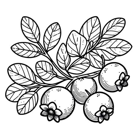 블루베리 색칠 공부 Kr에서 무료 색칠 공부