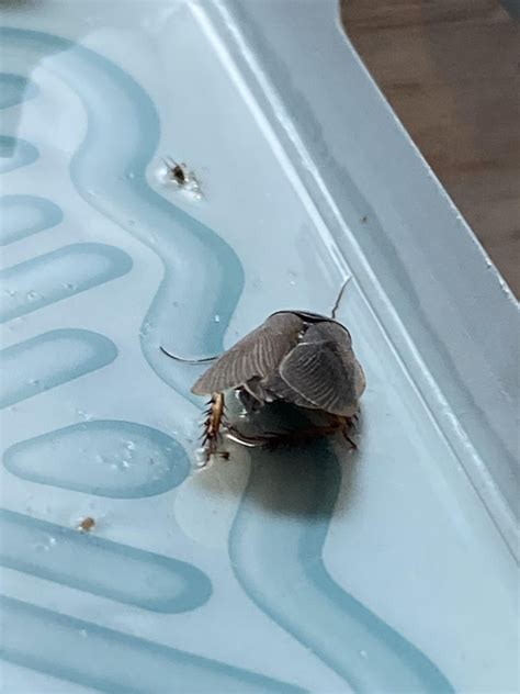 What Is This Bug Looks Like A Roach But They Normally Have The Shell Looking Thing On Their