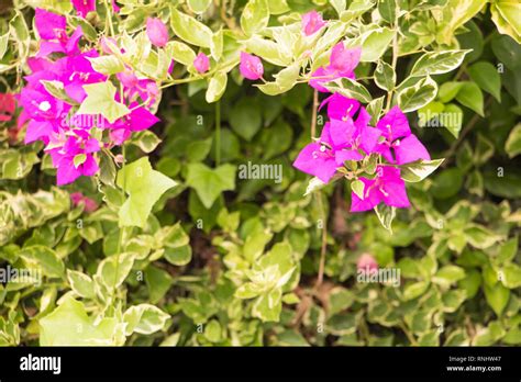 Bougainvillea Yellow Leaves