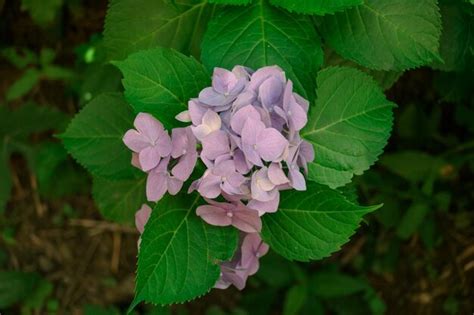 Premium Photo Hydrangea Macrophylla Flower Buds Also Known As Bigleaf