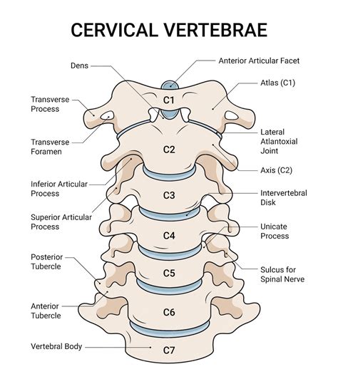 Premium Vector Anatomical Structure Of Cervical Vertebrae