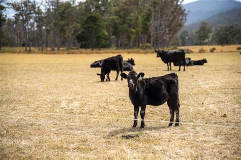Vaca De Galloway Con Cinturón En Un Campo En Una Granja Foto Premium